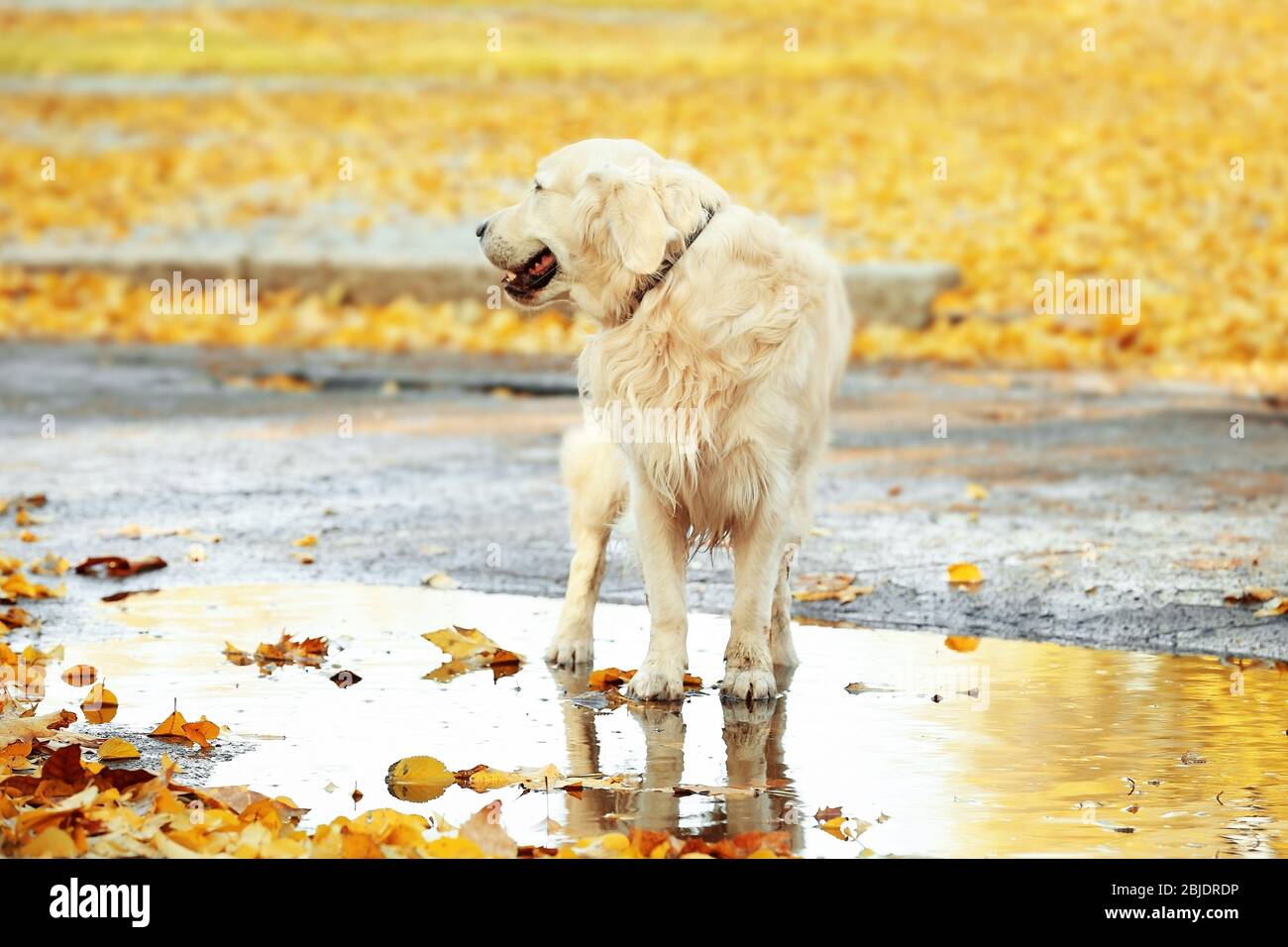 Golden retriever in rain hi-res stock photography and images - Alamy