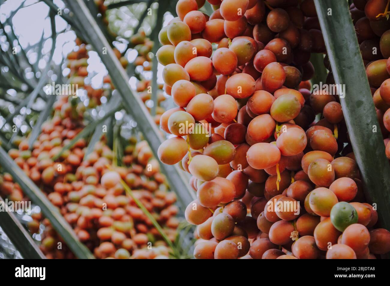 Saudi arabia fruit hi-res stock photography and images - Alamy