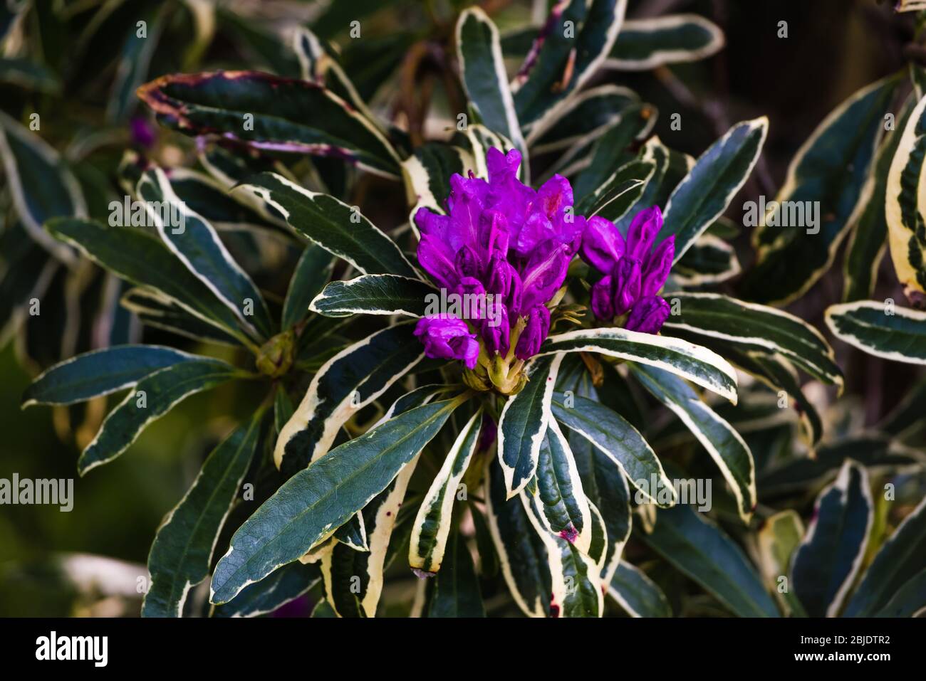 Rhododendron ponticum Variegatum growing in a private Country Garden ...
