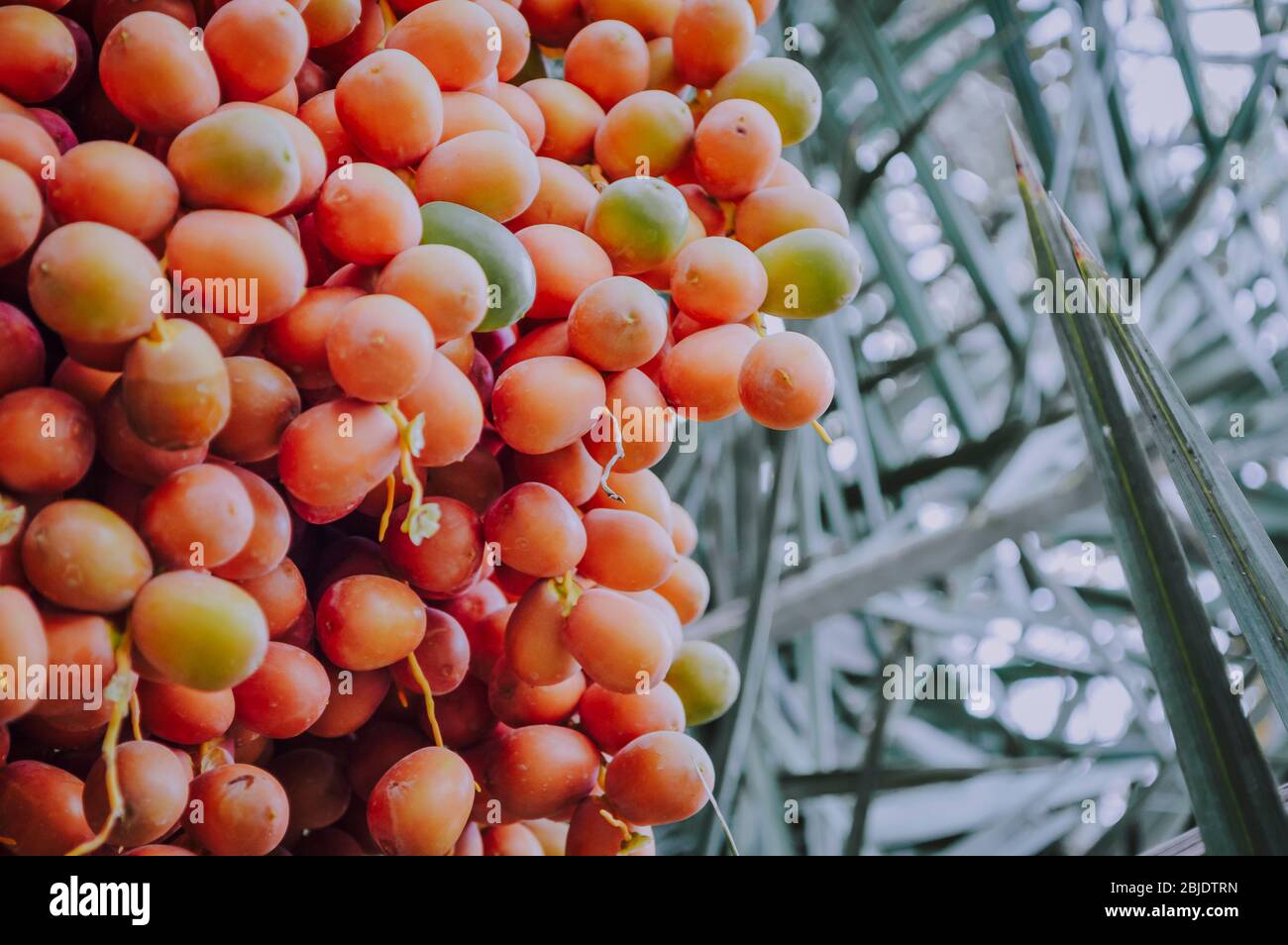 Saudi dates hi-res stock photography and images - Alamy
