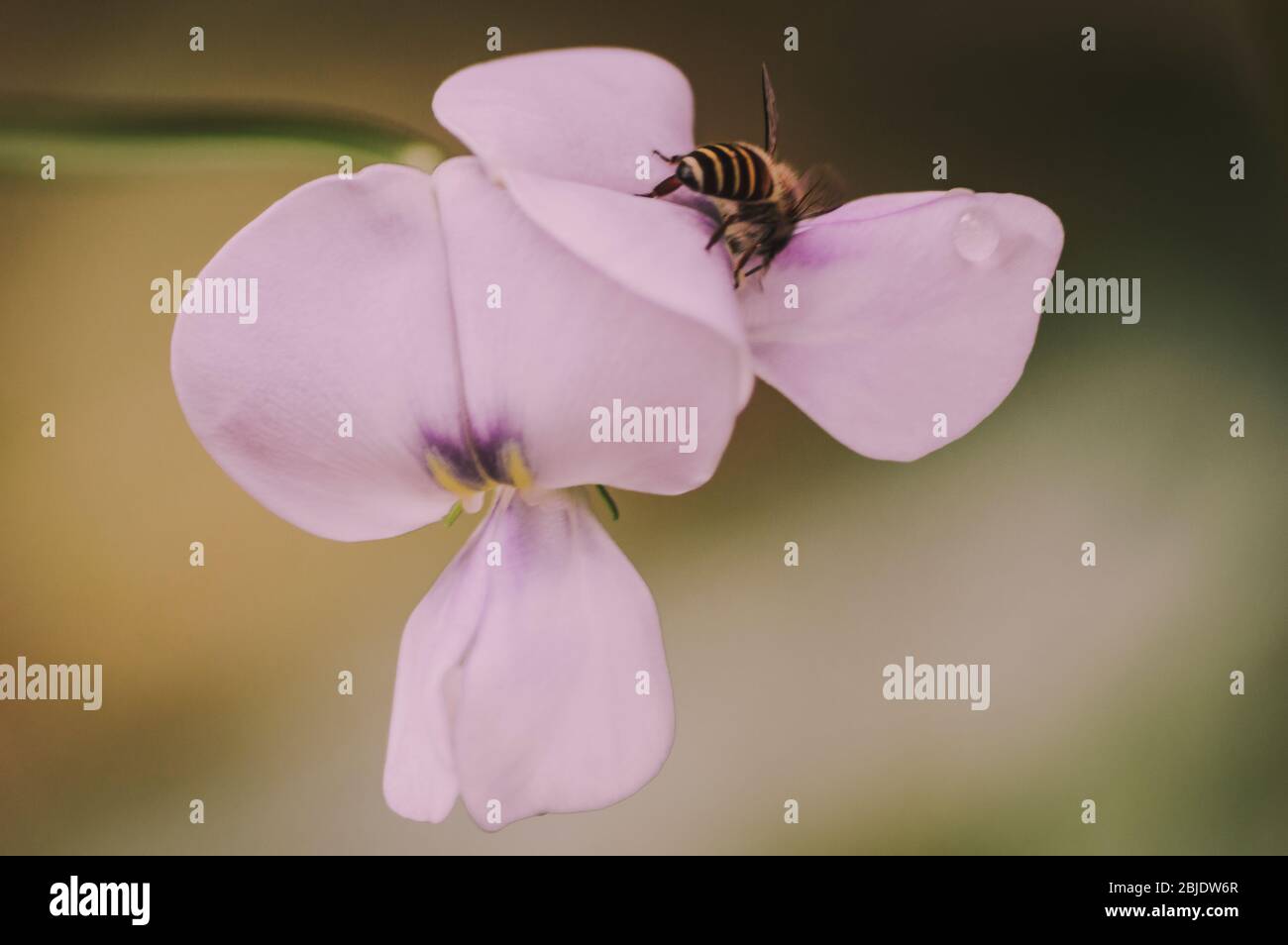 Seamless little flowers hi-res stock photography and images - Alamy