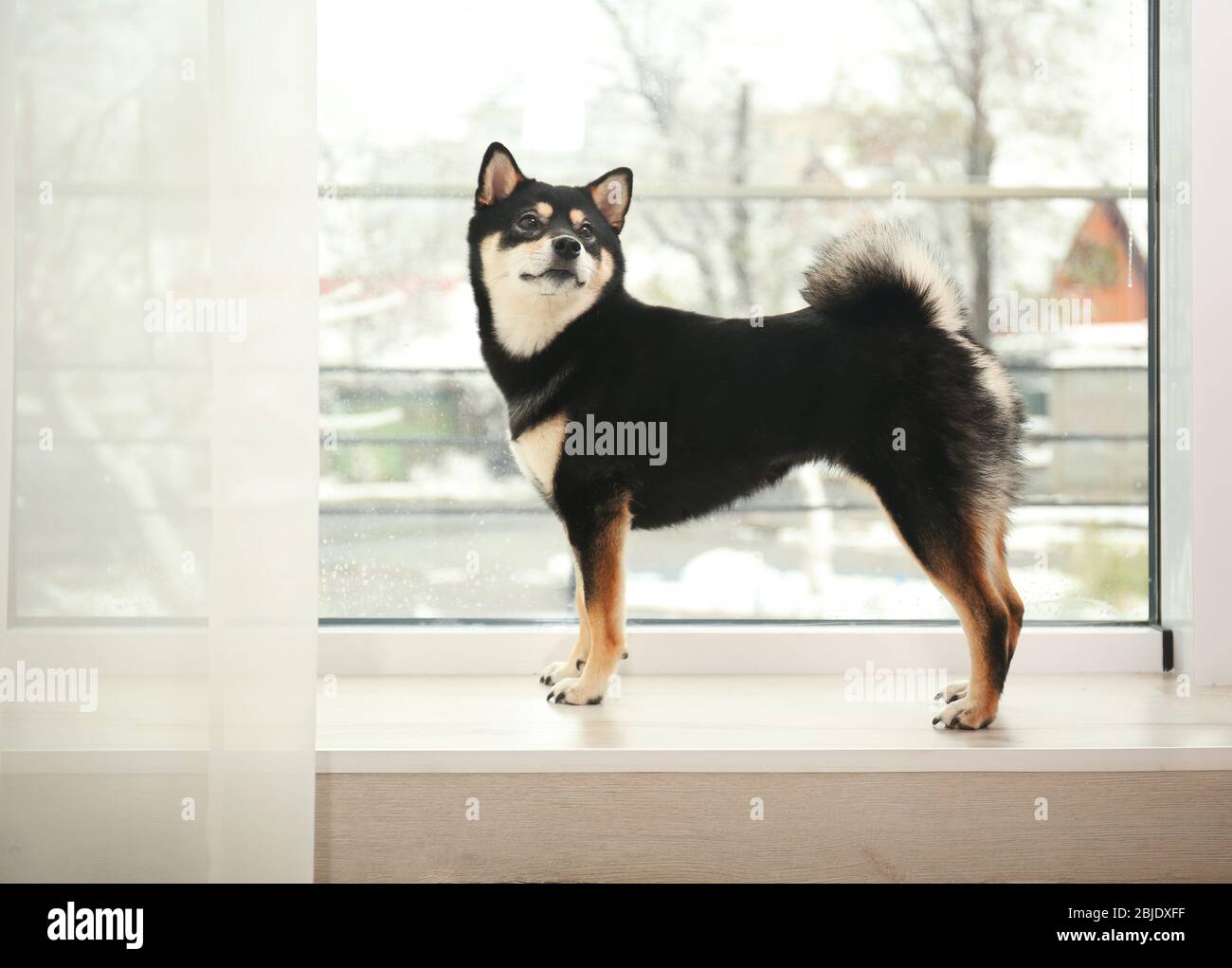 Cute Shiba inu dog against window in room Stock Photo - Alamy