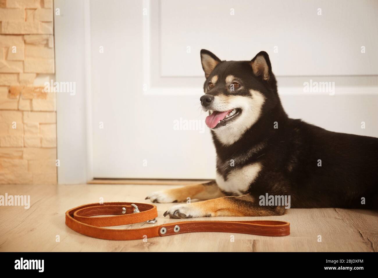Shiba Inu dog lying near door at home Stock Photo - Alamy