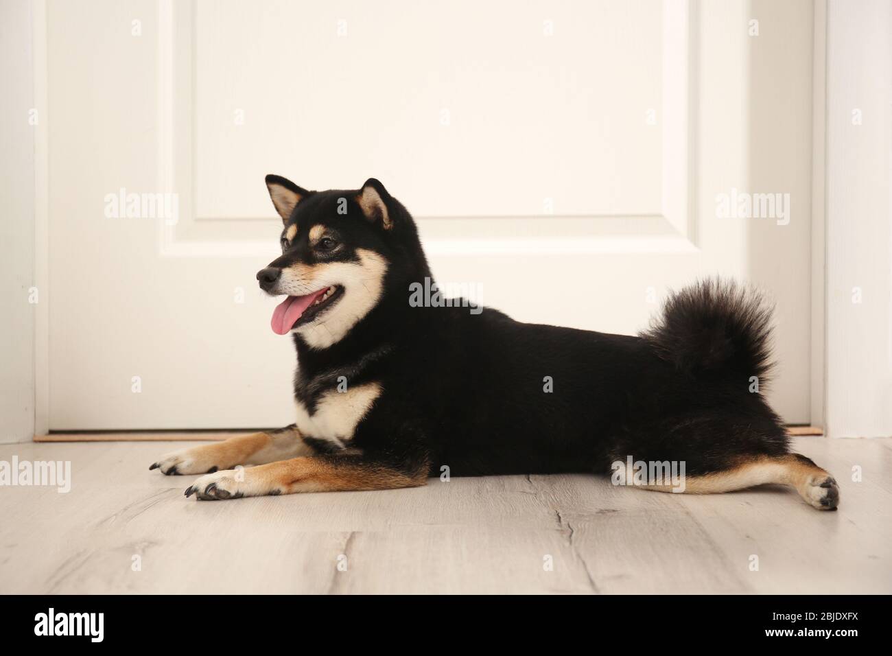 Shiba Inu dog lying near door at home Stock Photo - Alamy