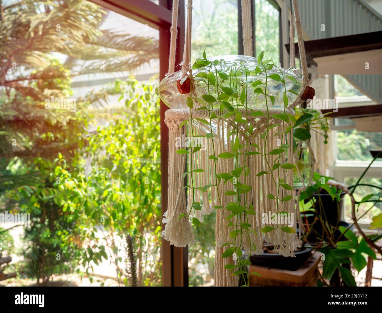 Glass bowl as plant pot hi-res stock photography and images - Alamy