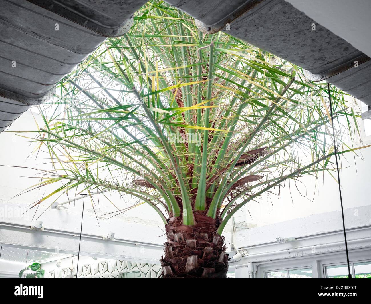 Indian date palm hi-res stock photography and images - Alamy