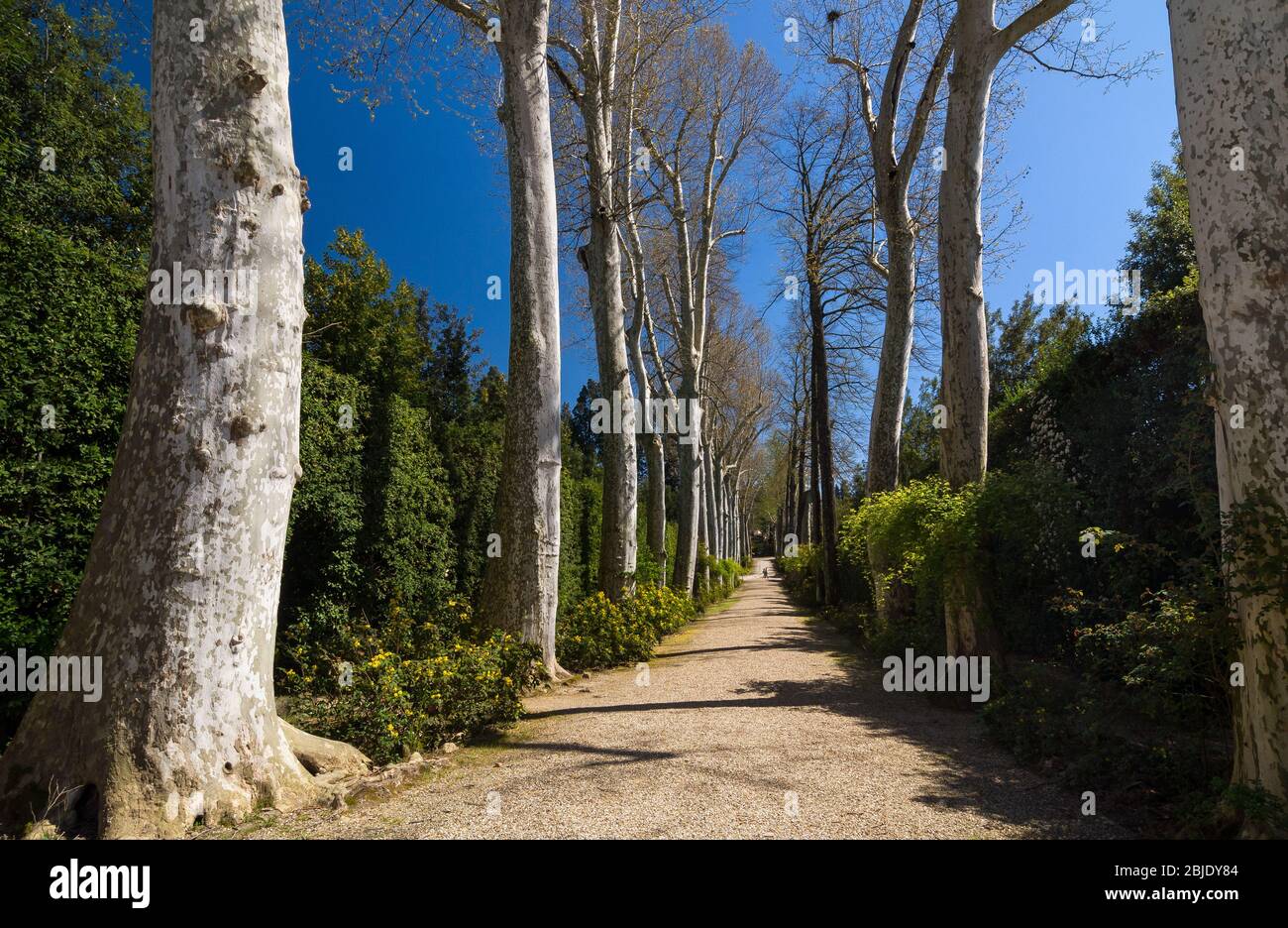 Sycamore or Platanus alley in Boboli Gardens, Florence, Tuscany, Italy ...