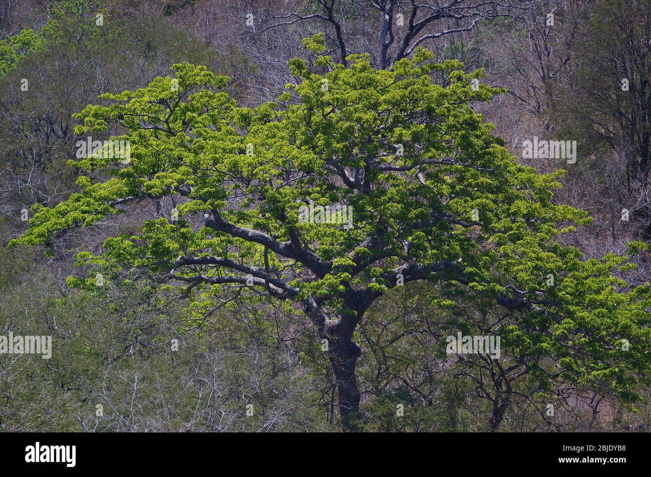 Various types of plants hi-res stock photography and images - Alamy