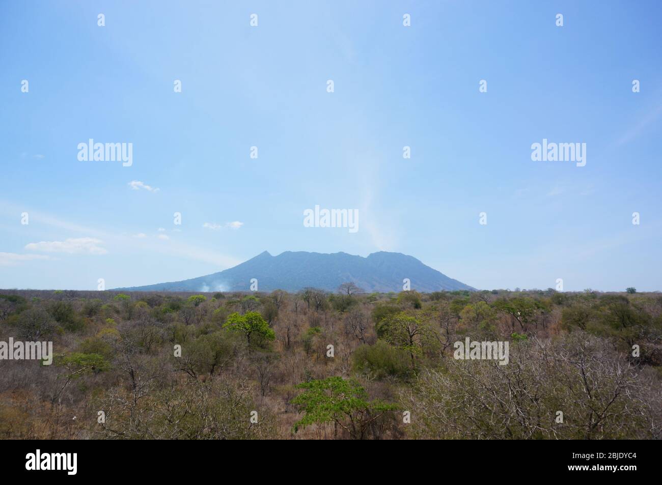 A forest with a variety of trees and plants on a mountainside ...