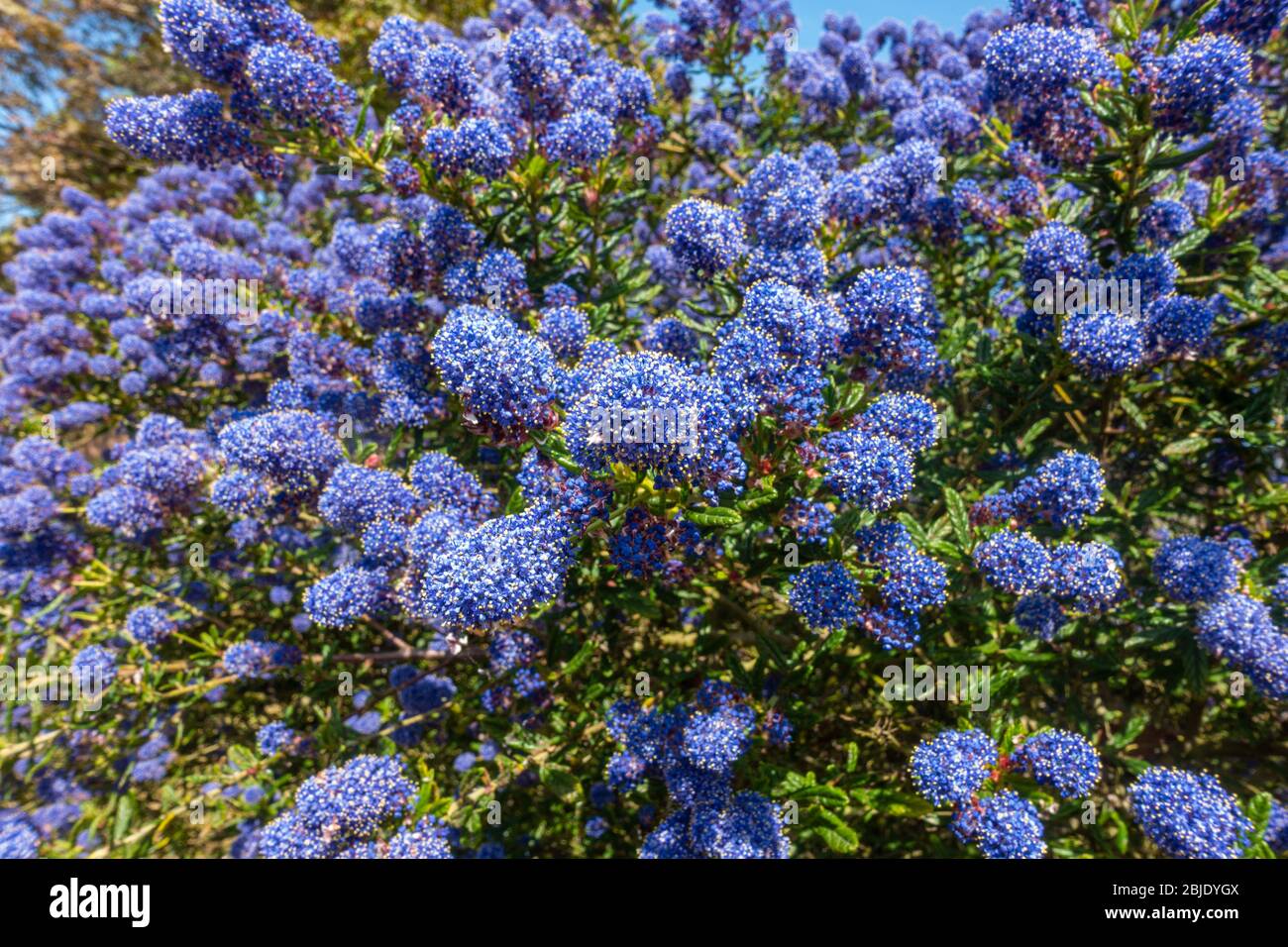 Blue flowering california lilac ceanothus hi-res stock photography and ...