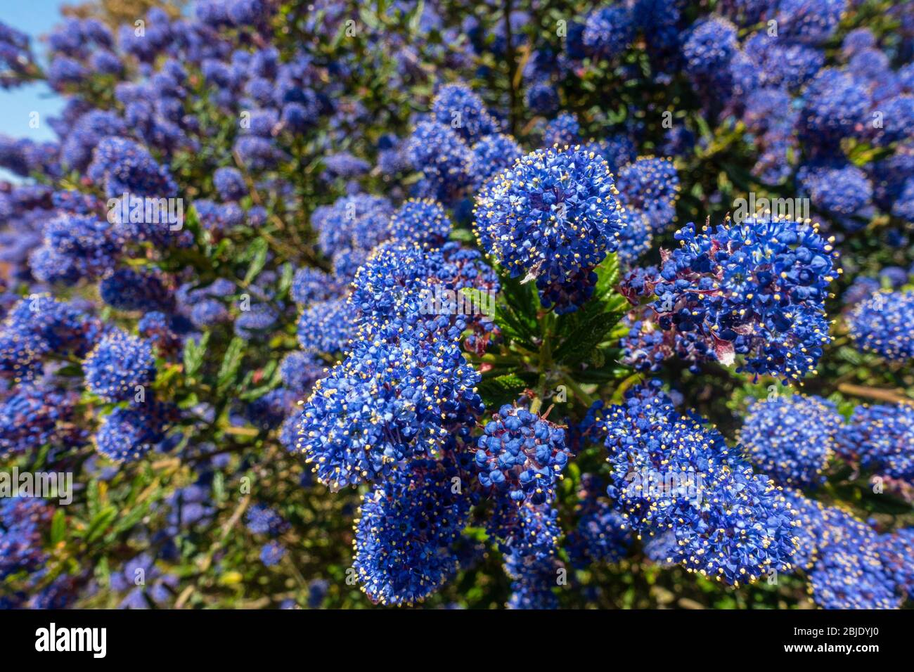 Blue flowering california lilac ceanothus hi-res stock photography and ...