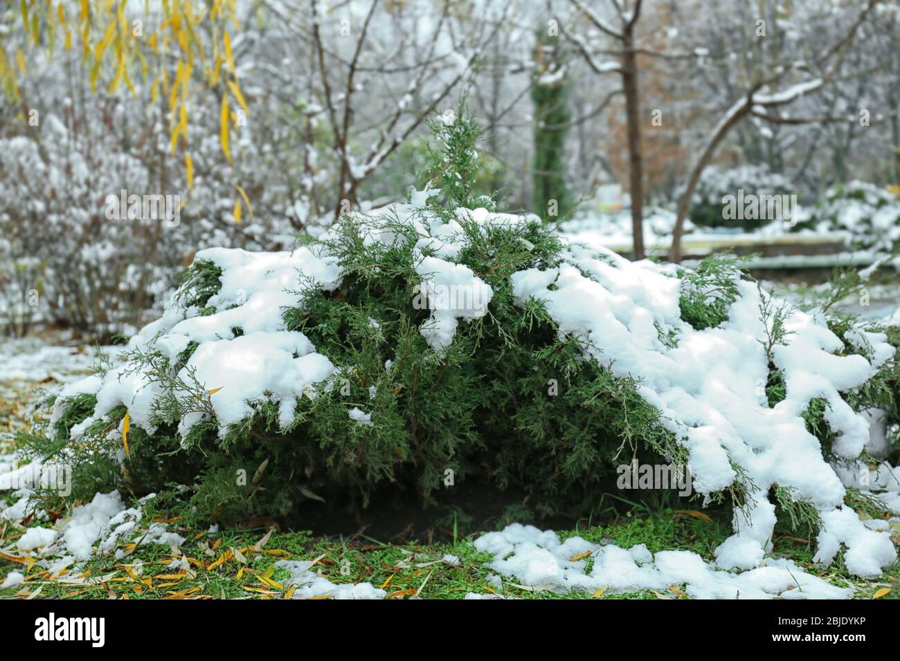 Frost covered grass juniper hi-res stock photography and images - Alamy