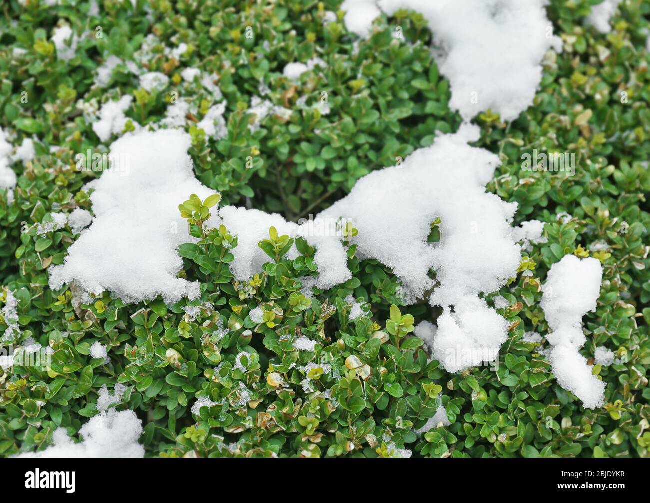 Close up view of green plants covered with snow Stock Photo - Alamy