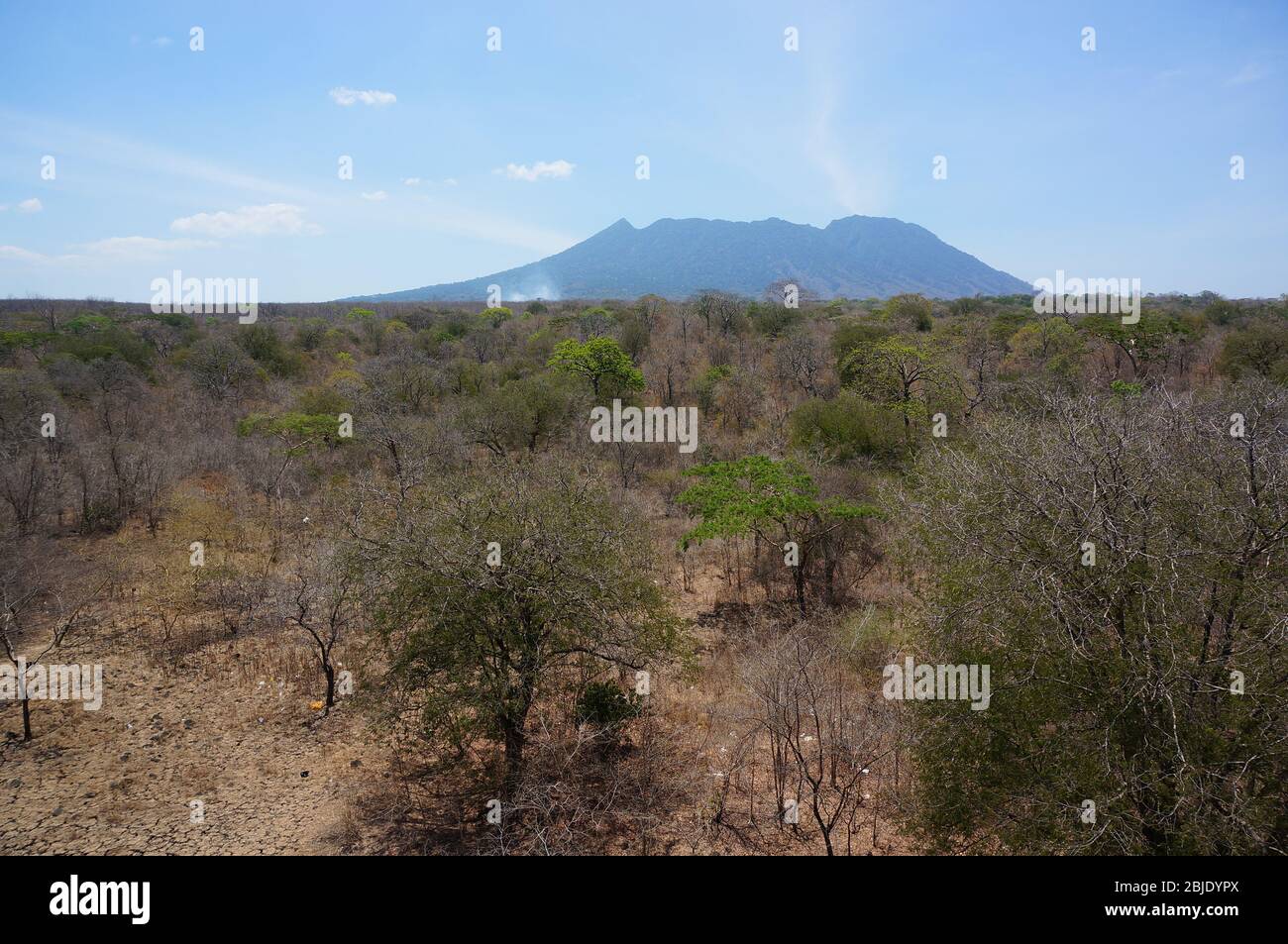 A forest with a variety of trees and plants on a mountainside ...
