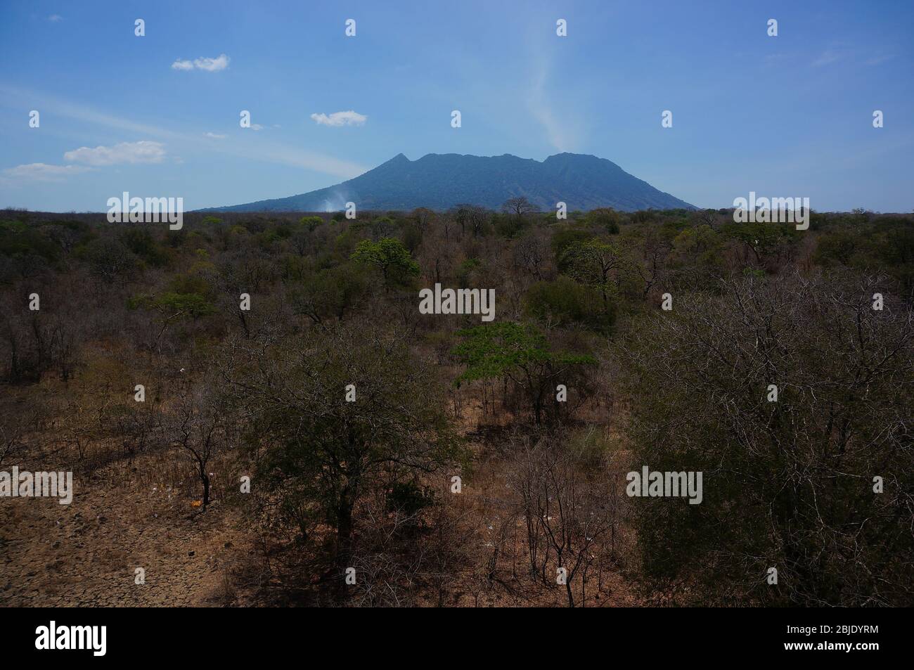 A forest with a variety of trees and plants on a mountainside ...