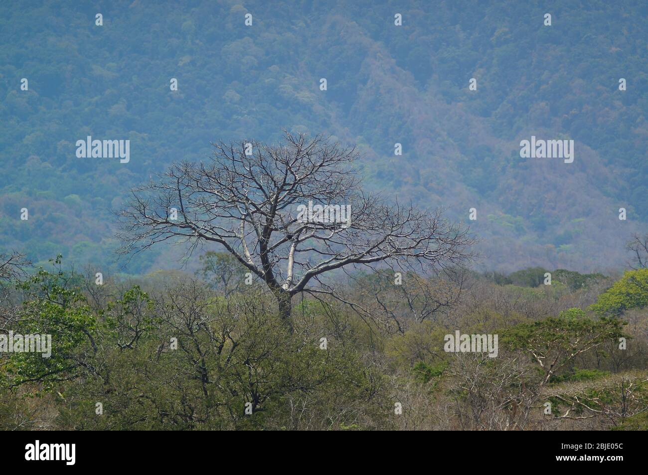 A forest with a variety of trees and plants on a mountainside ...