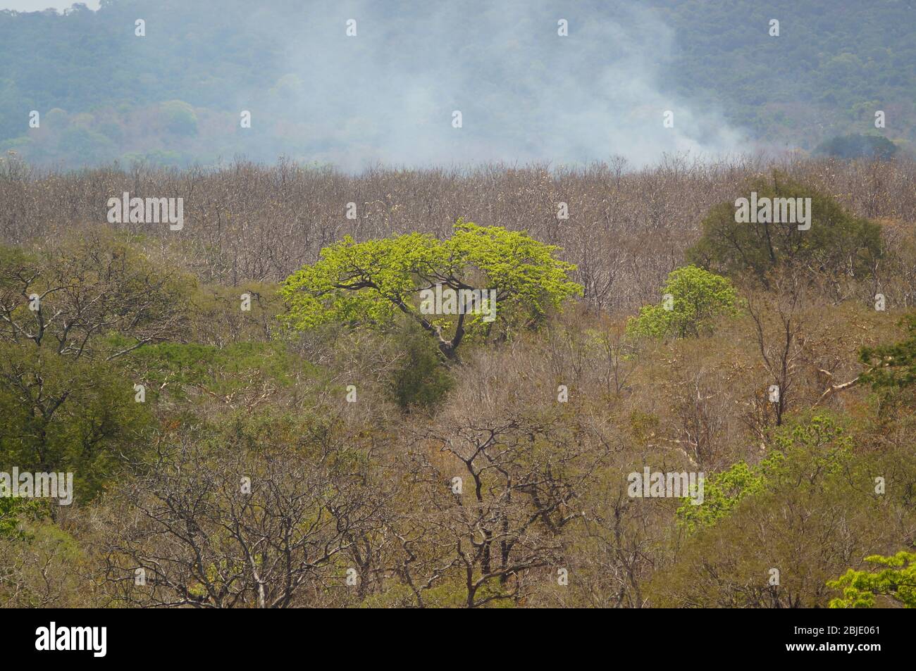 Types of forests hi-res stock photography and images - Alamy
