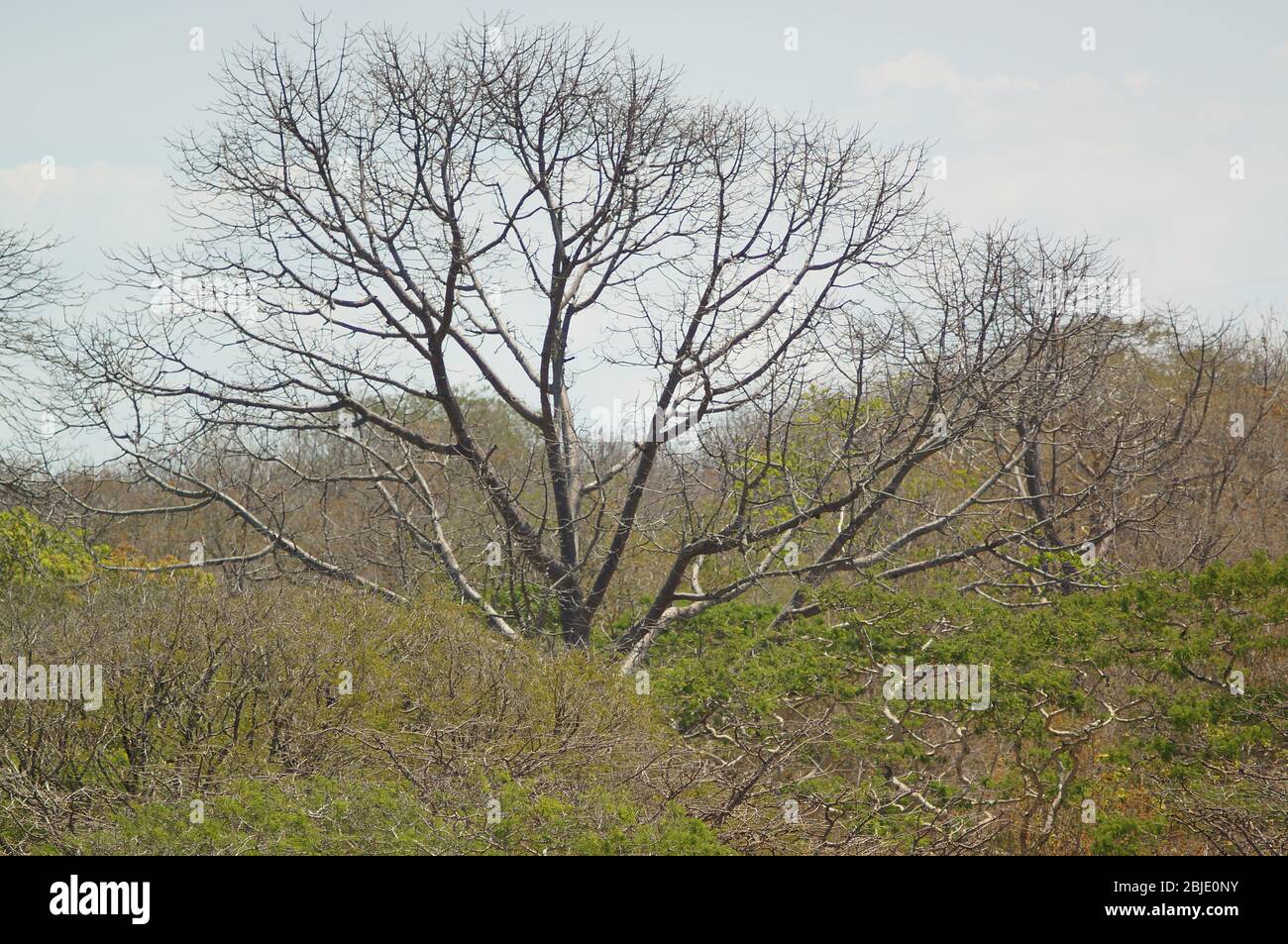 Heterogeneous forest landscape hi-res stock photography and images - Alamy