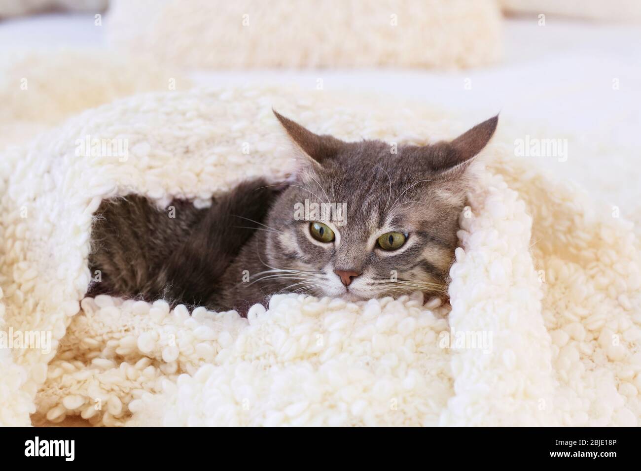 Cute funny cat lying on soft plaid at home Stock Photo - Alamy