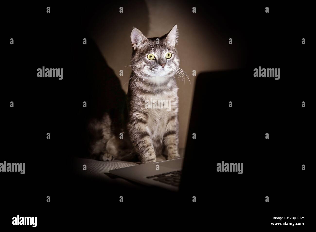 Cute funny cat with laptop on sofa at home Stock Photo - Alamy