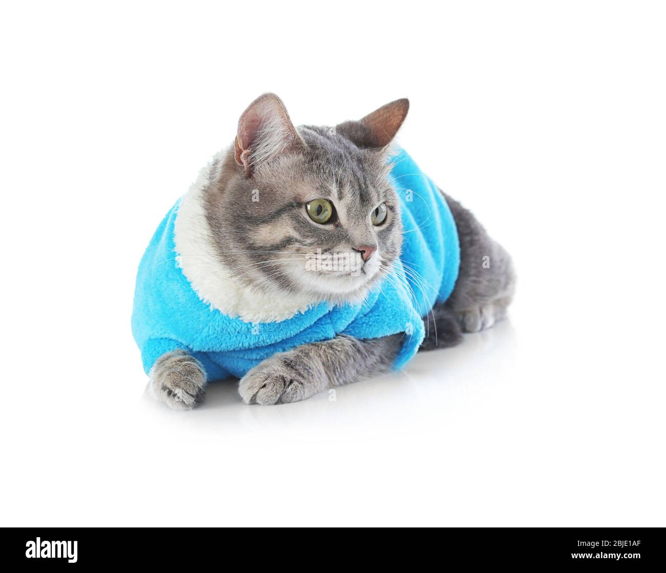 Cute funny cat on white background Stock Photo - Alamy