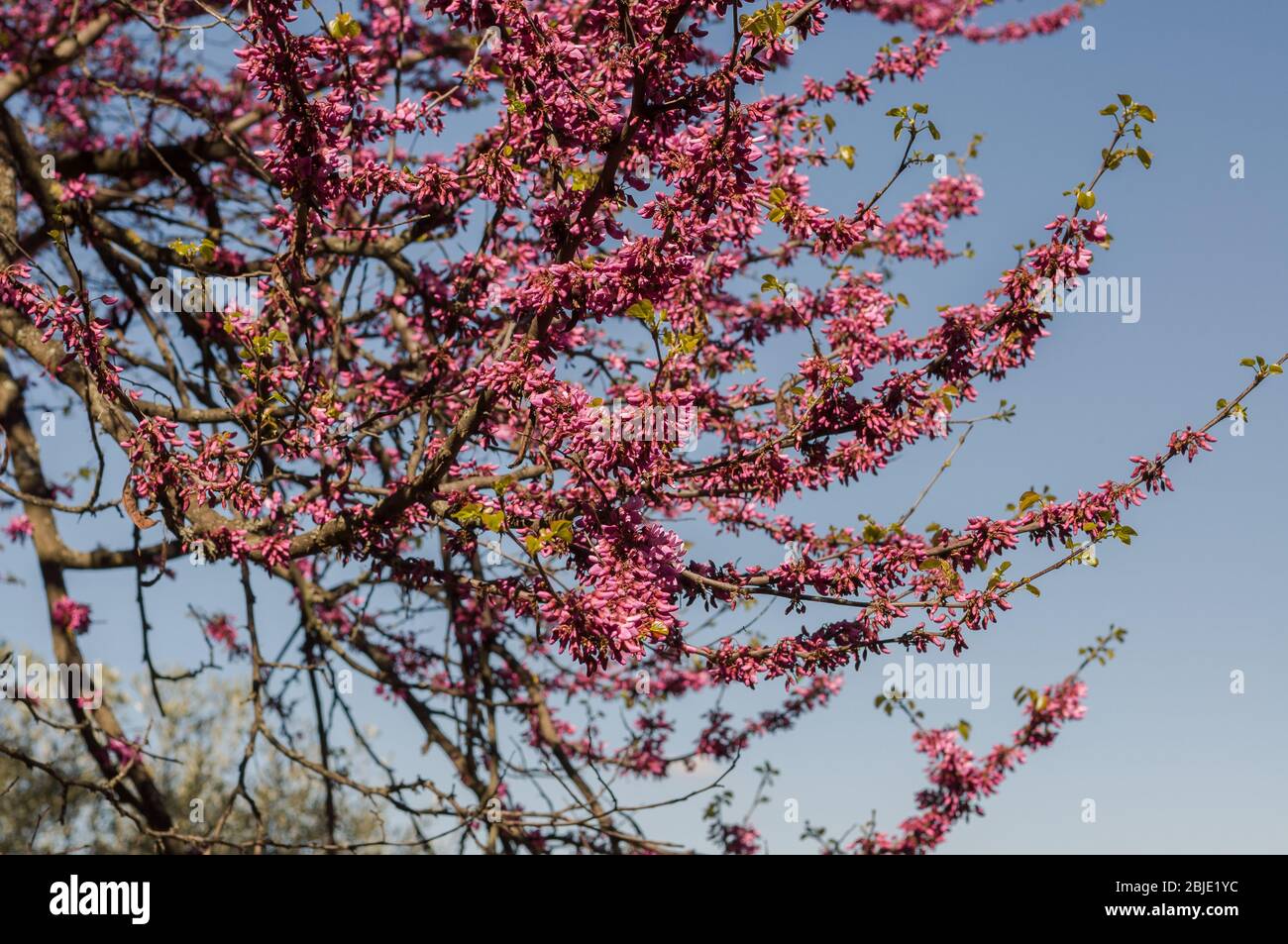 Purple bud hi-res stock photography and images - Alamy