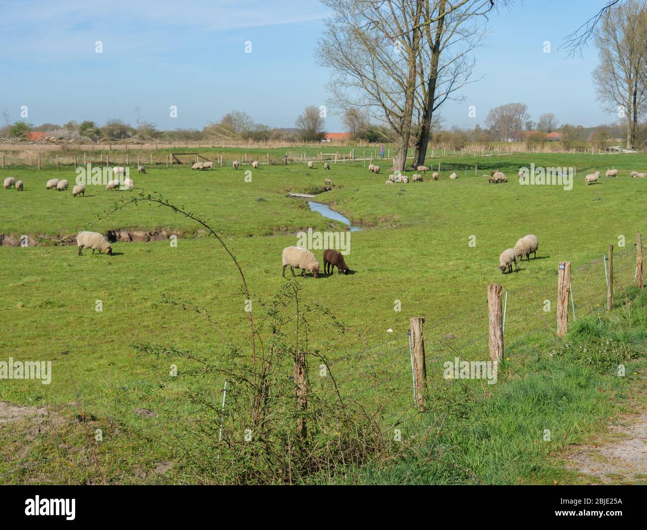 sheeps in germany Stock Photo - Alamy