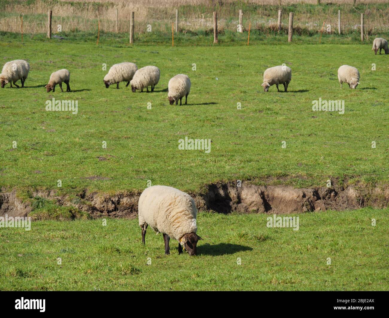 sheeps in germany Stock Photo - Alamy