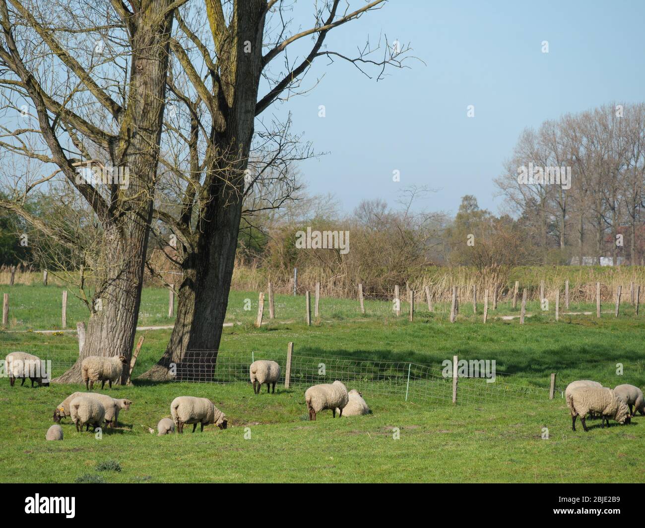 sheeps in germany Stock Photo - Alamy