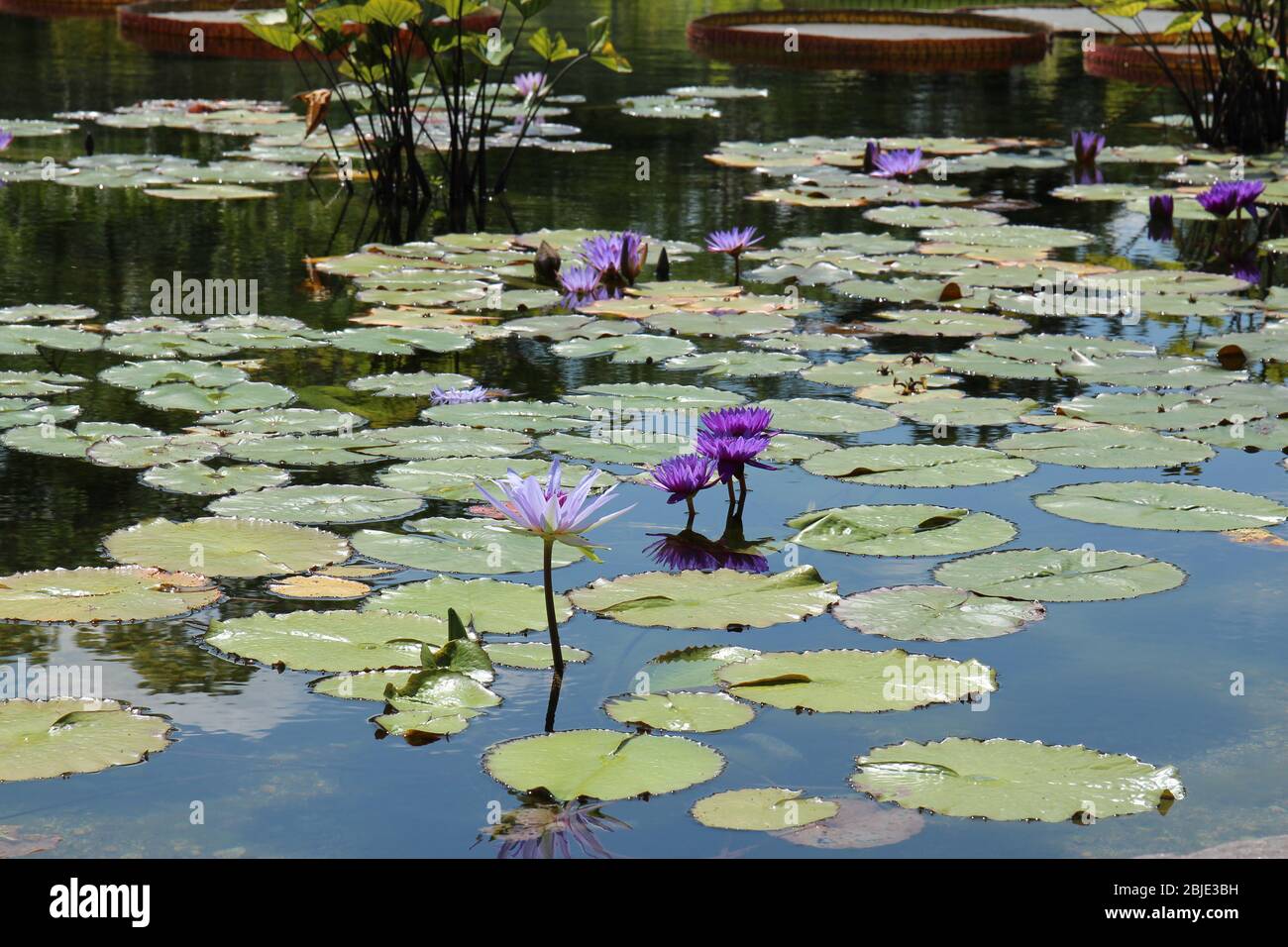 Victoria amazonica nymphaea victoria hi-res stock photography and ...