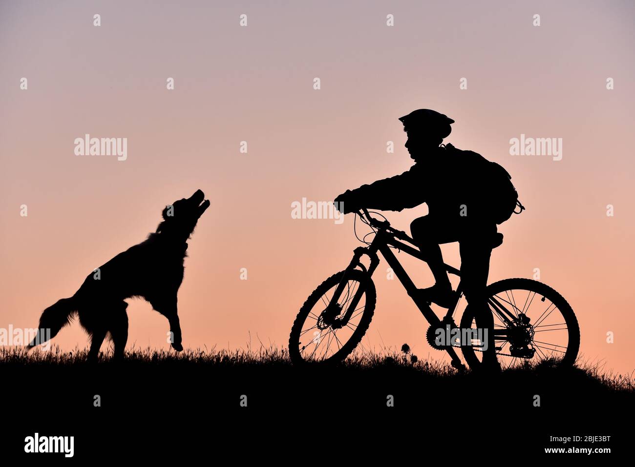 Dog attack hi-res stock photography and images - Alamy