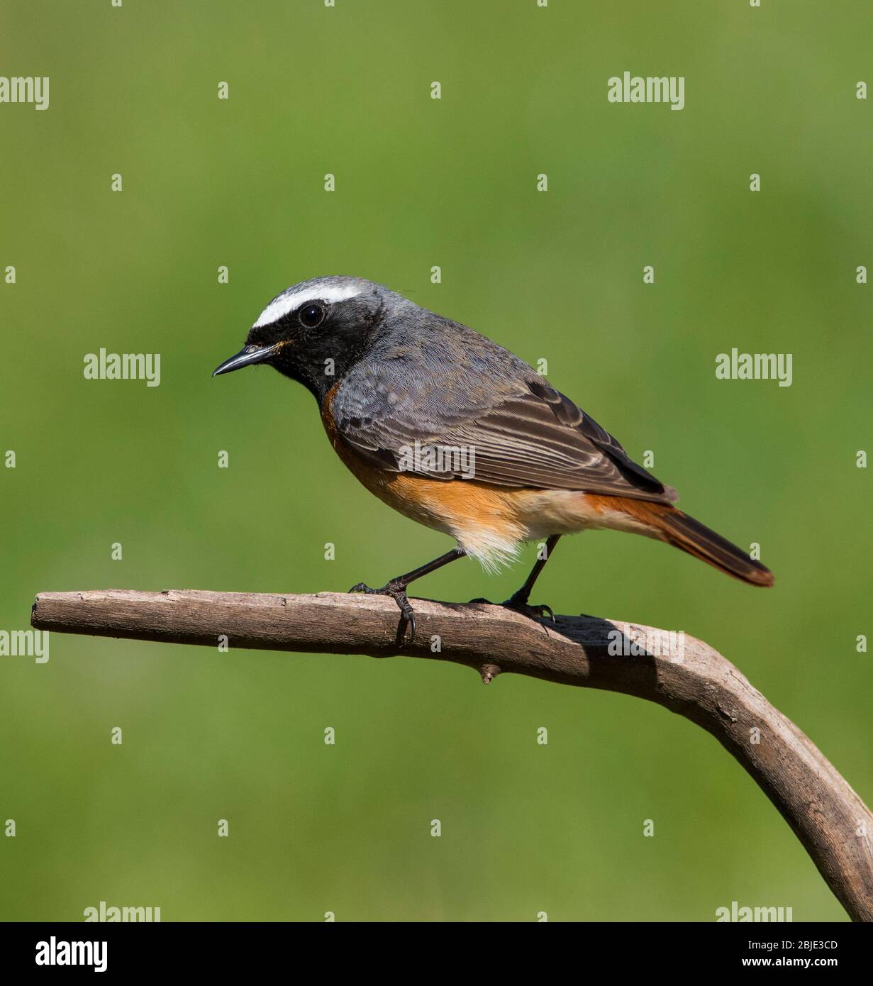 Male European Redstart (Phoenicurus phoenicurus) in a Western oak ...