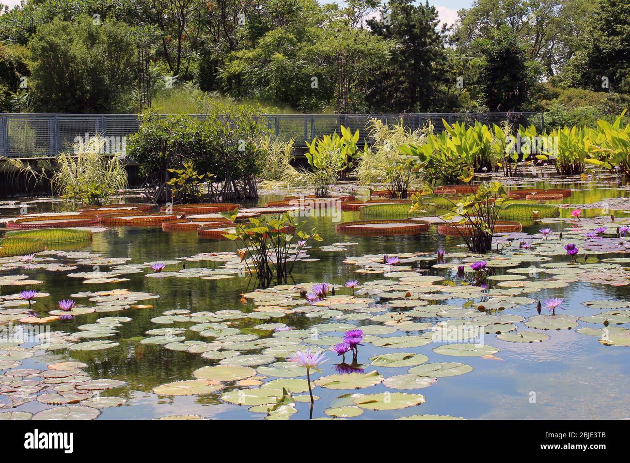 Victoria amazonica nymphaea victoria hi-res stock photography and ...
