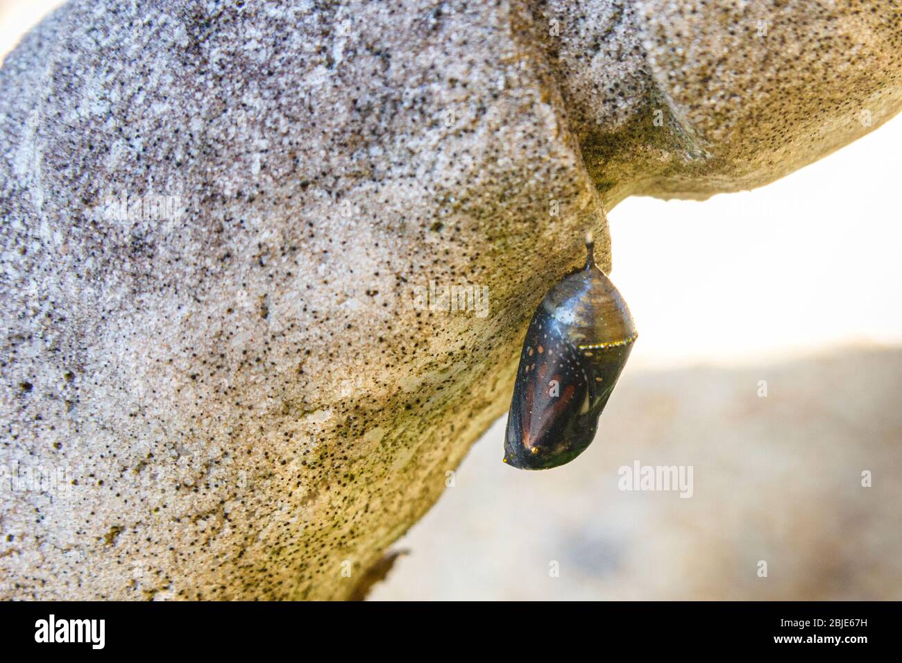 Monarch Butterfly Chrysalis Hatch High Resolution Stock Photography and ...