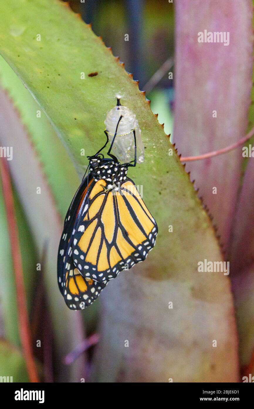 Chrysalis butterfly hi-res stock photography and images - Alamy