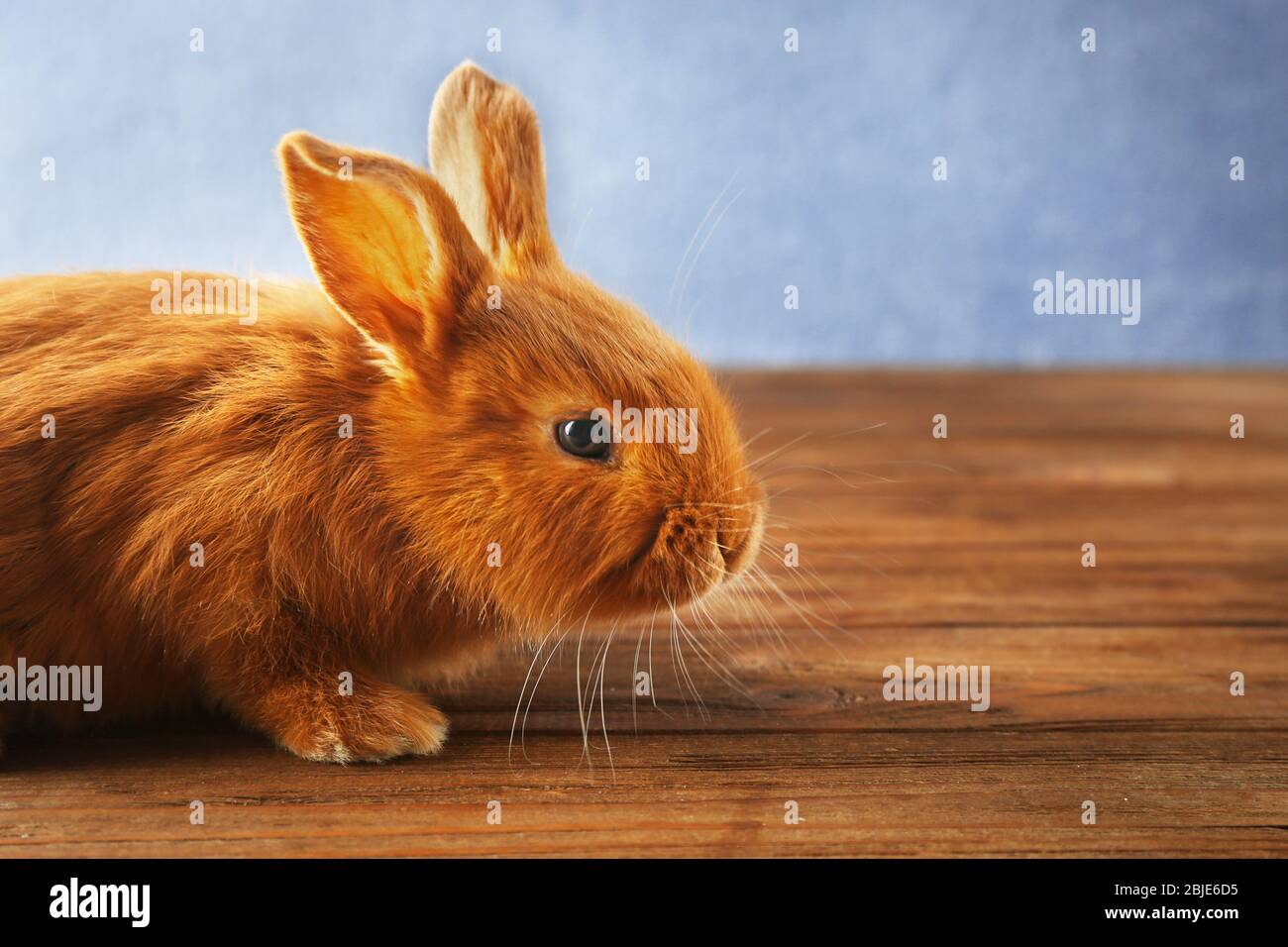 Cute bunny on wooden floor Stock Photo - Alamy