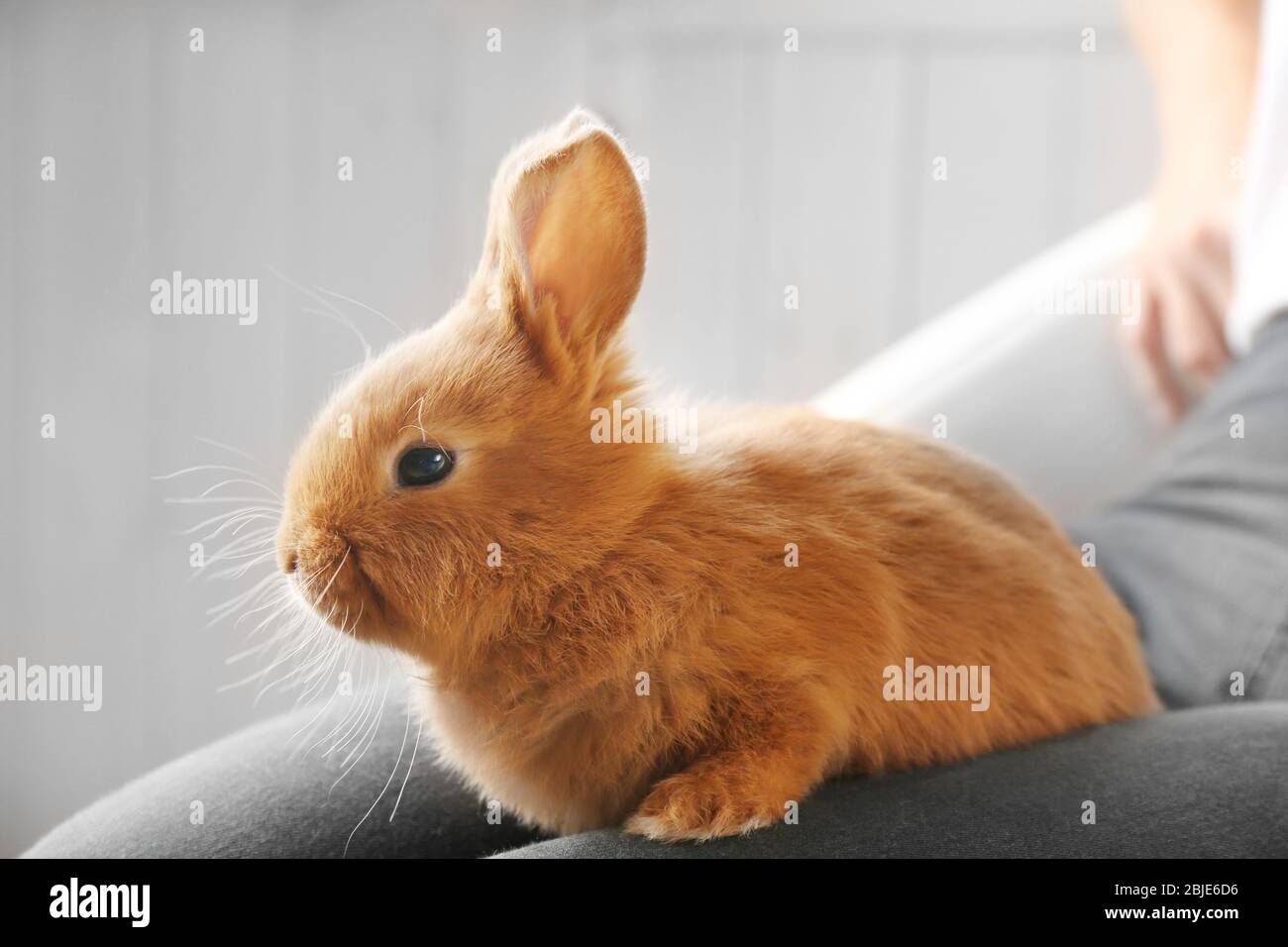Cute fluffy rabbit on female lap Stock Photo - Alamy