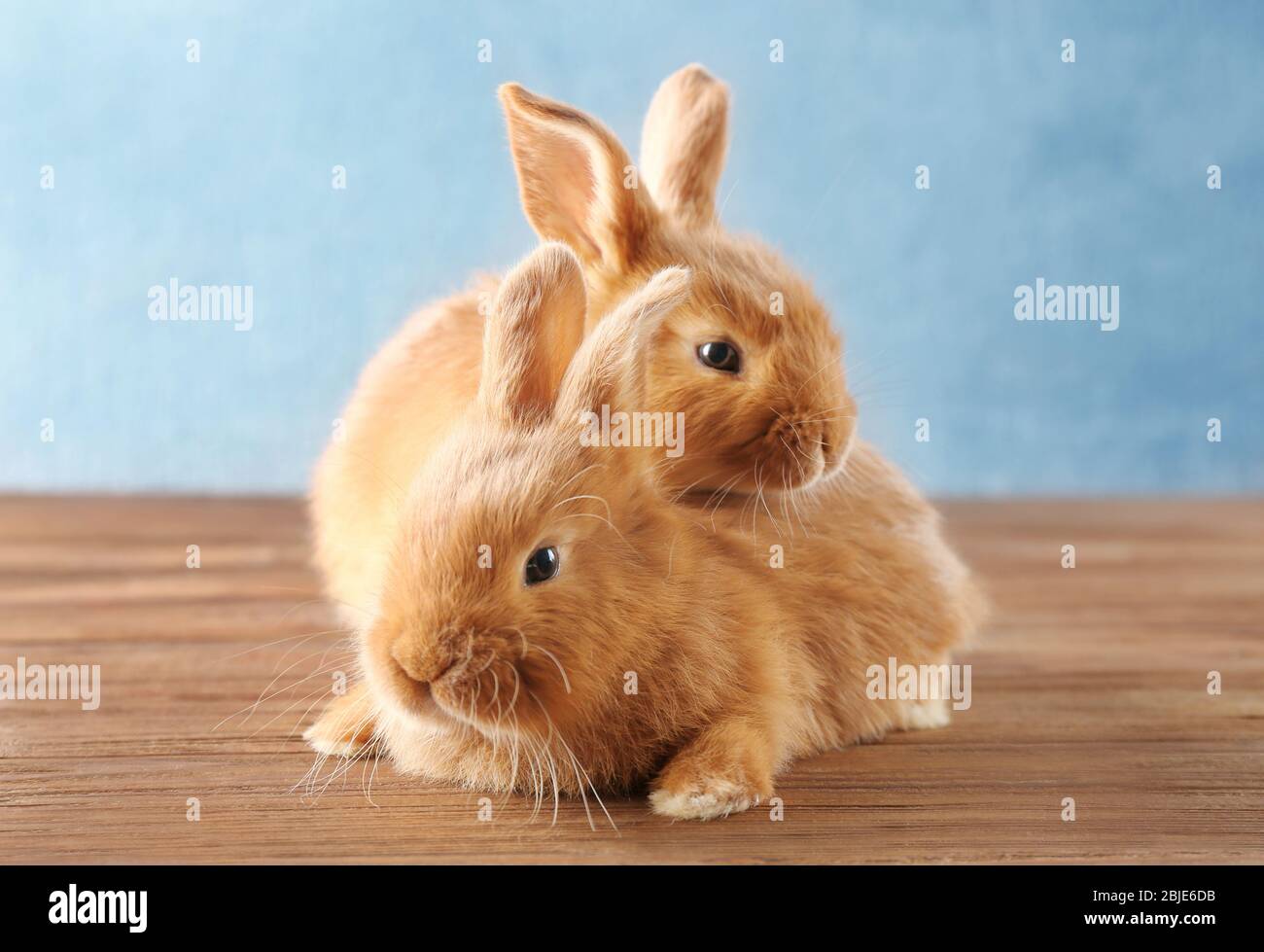 Two Cute Rabbits High Resolution Stock Photography and Images - Alamy