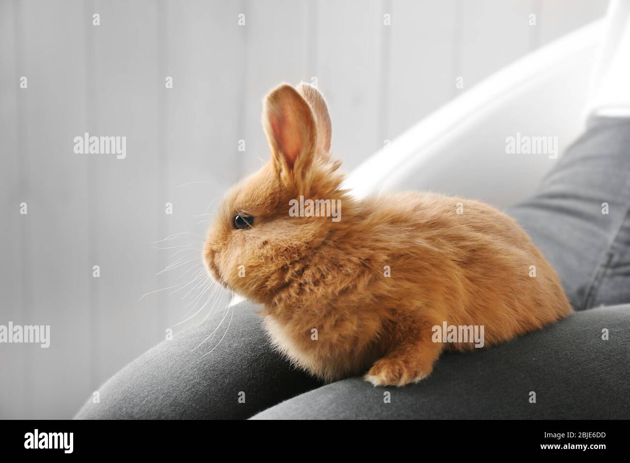 Cute fluffy rabbit on female lap Stock Photo - Alamy