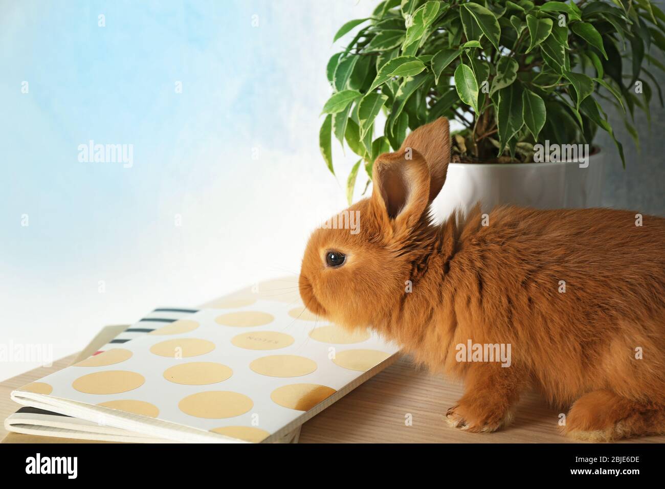 Cute red bunny sitting on desk Stock Photo - Alamy