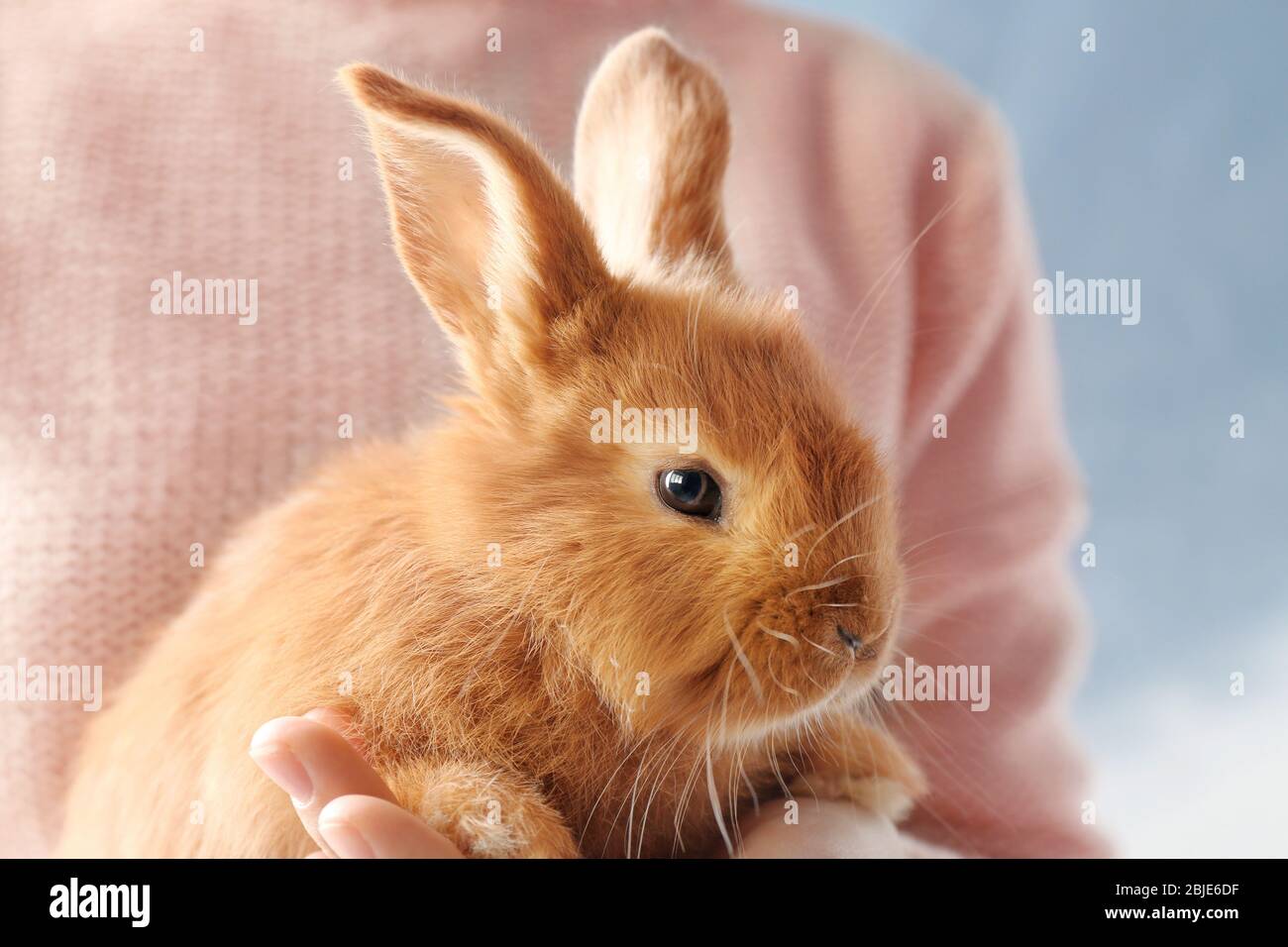 Cute red bunny in female hands Stock Photo - Alamy