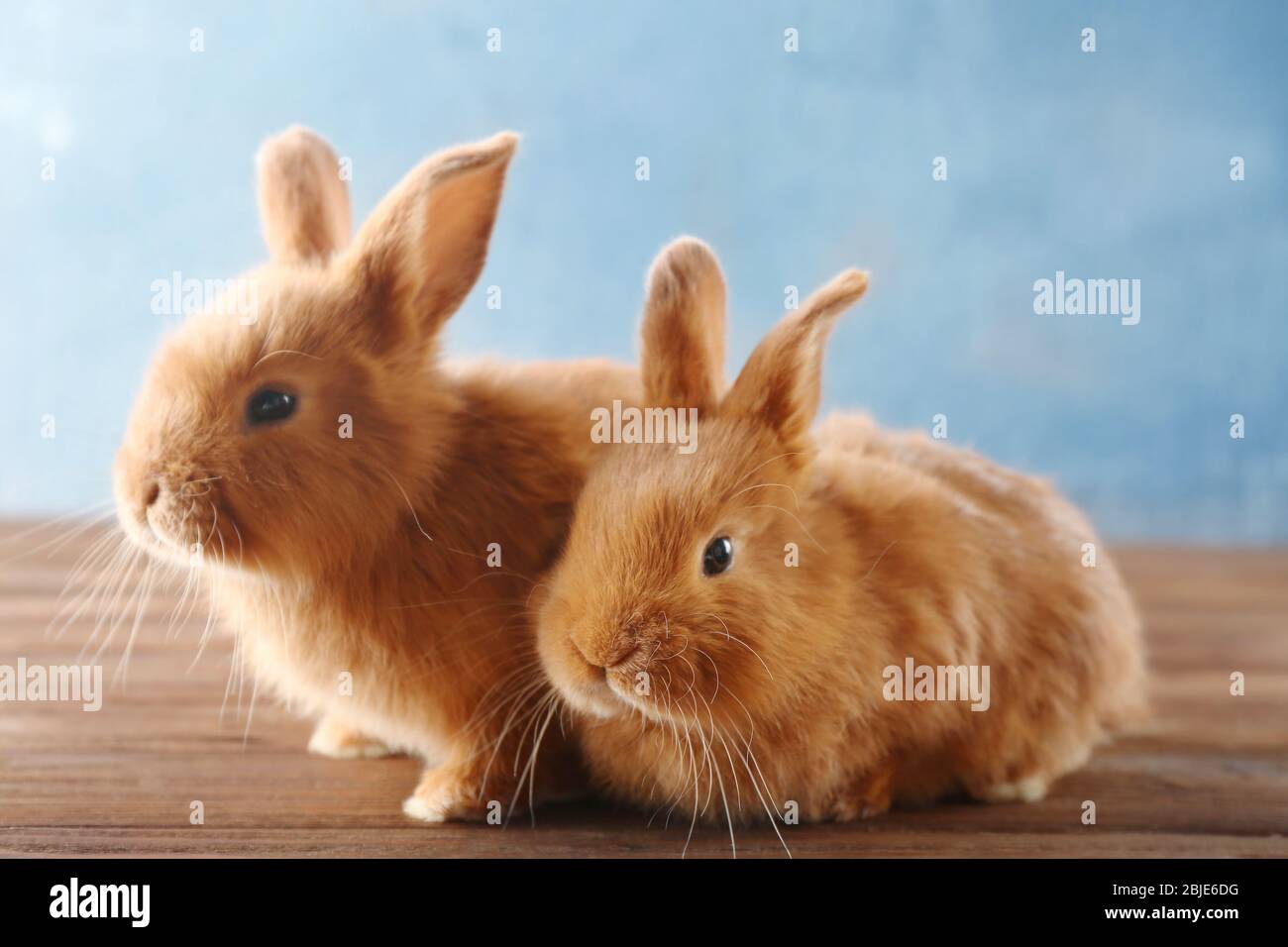 Two Cute Rabbits High Resolution Stock Photography and Images - Alamy