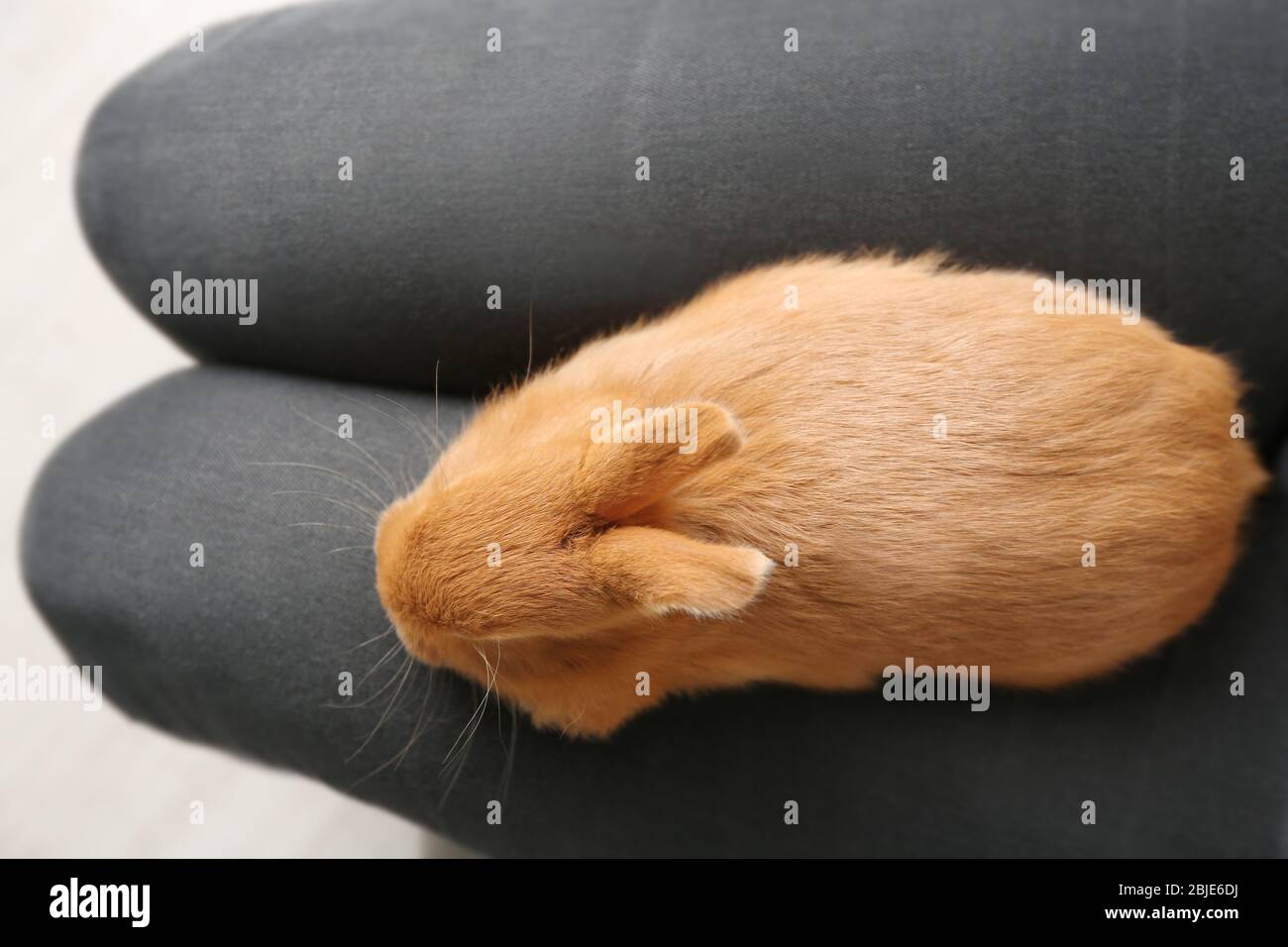 Cute fluffy rabbit on female lap Stock Photo - Alamy