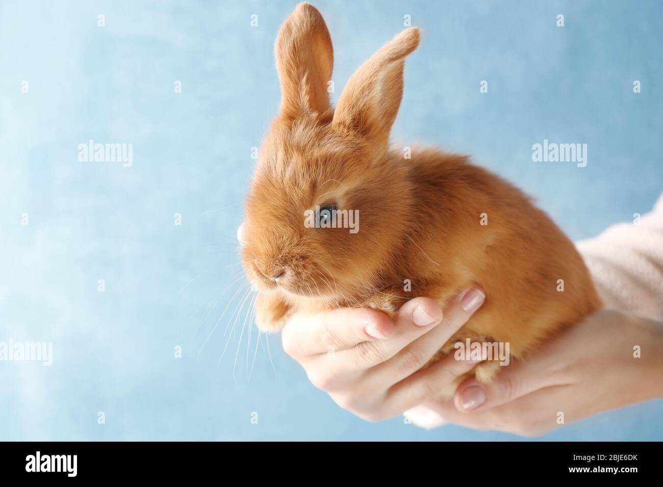 Cute red bunny in female hands Stock Photo - Alamy