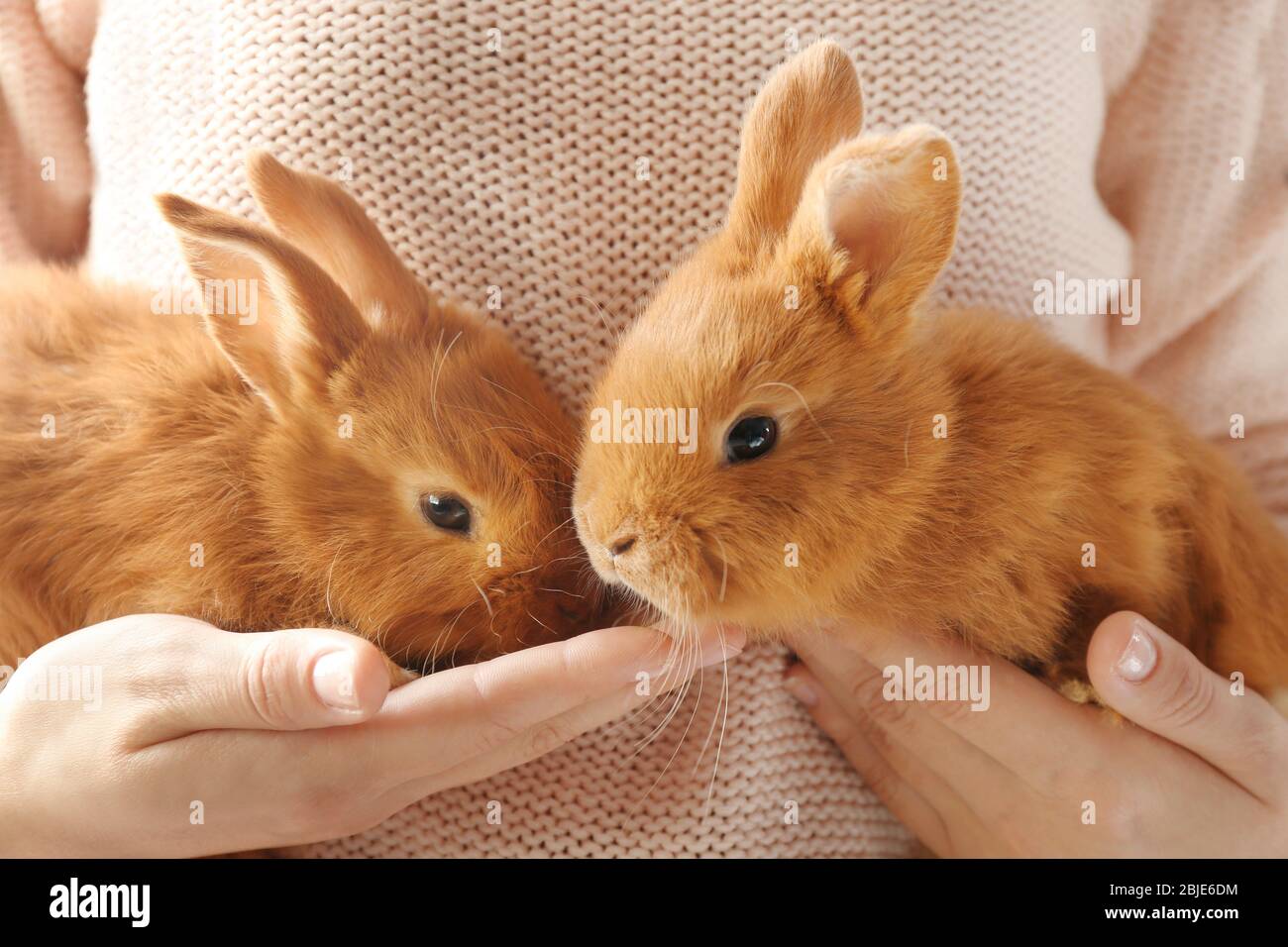 Red bunnies hi-res stock photography and images - Alamy