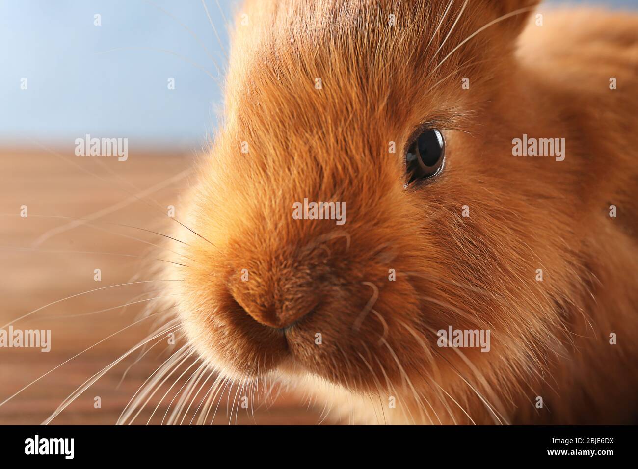 Closeup portrait of cute foxy rabbit Stock Photo - Alamy