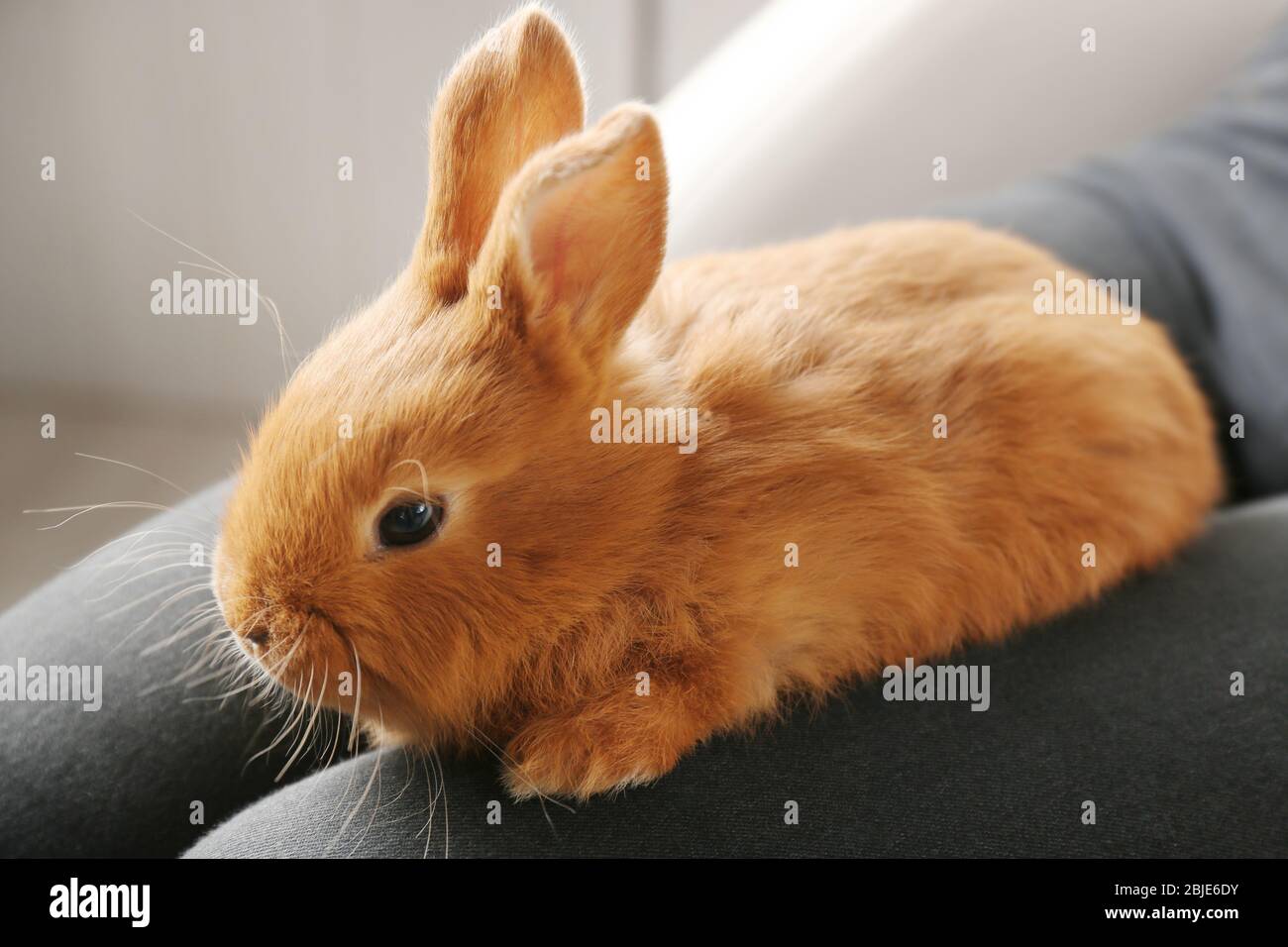 Cute fluffy rabbit on female lap Stock Photo - Alamy