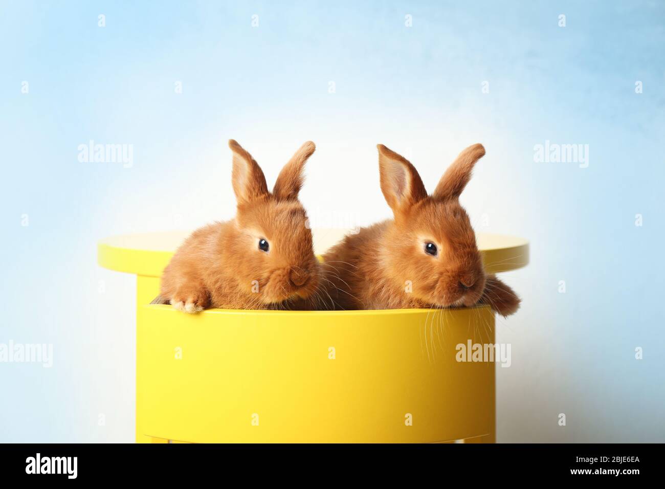 Two cute foxy rabbits sitting in yellow drawer Stock Photo - Alamy