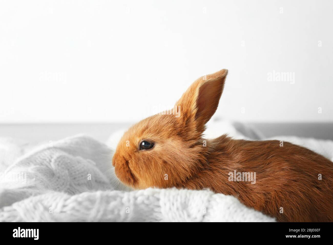 Cute red bunny on white blanket Stock Photo - Alamy