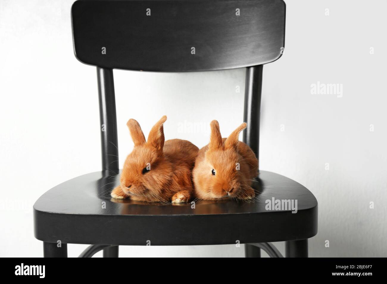 Red bunnies hi-res stock photography and images - Alamy